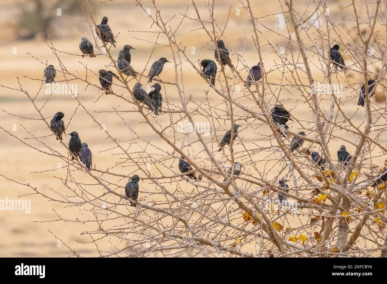 flock of Common starling resting on a tree during migration Stock Photo ...