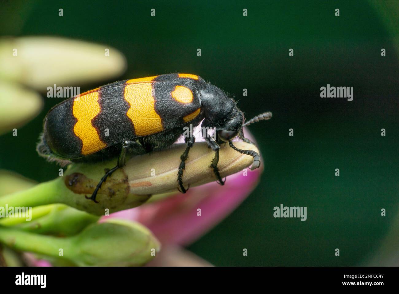 Orange striped blister beetle, Satara, Maharashtra, India Stock Photo ...