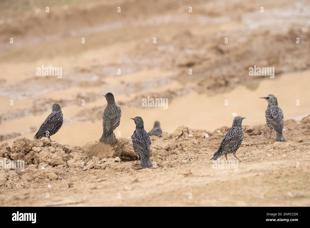 Large passerine birds hi-res stock photography and images - Alamy