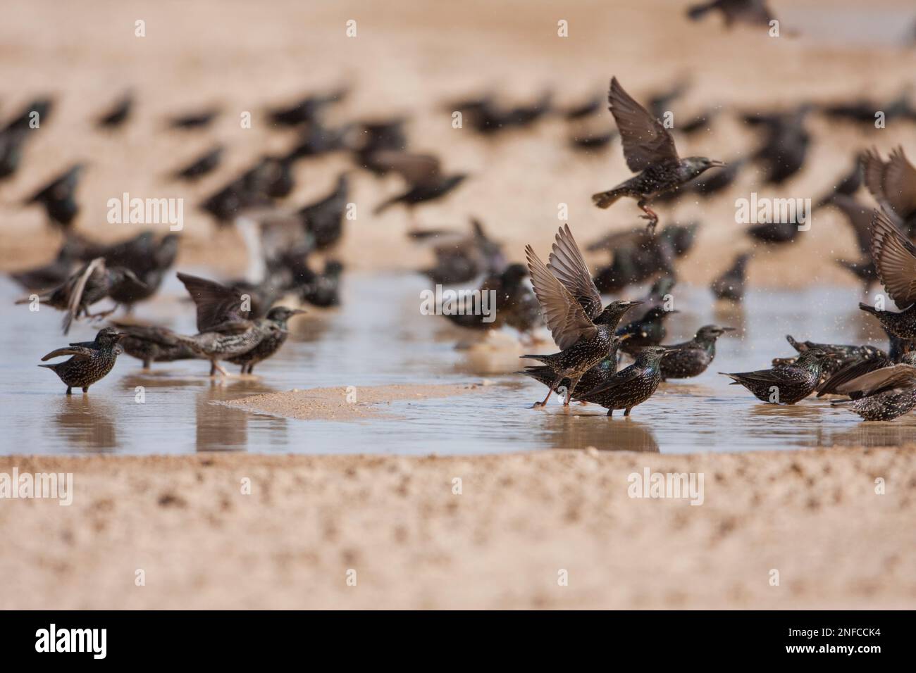 flock of Common starling Bathing in a puddle in the desert during ...