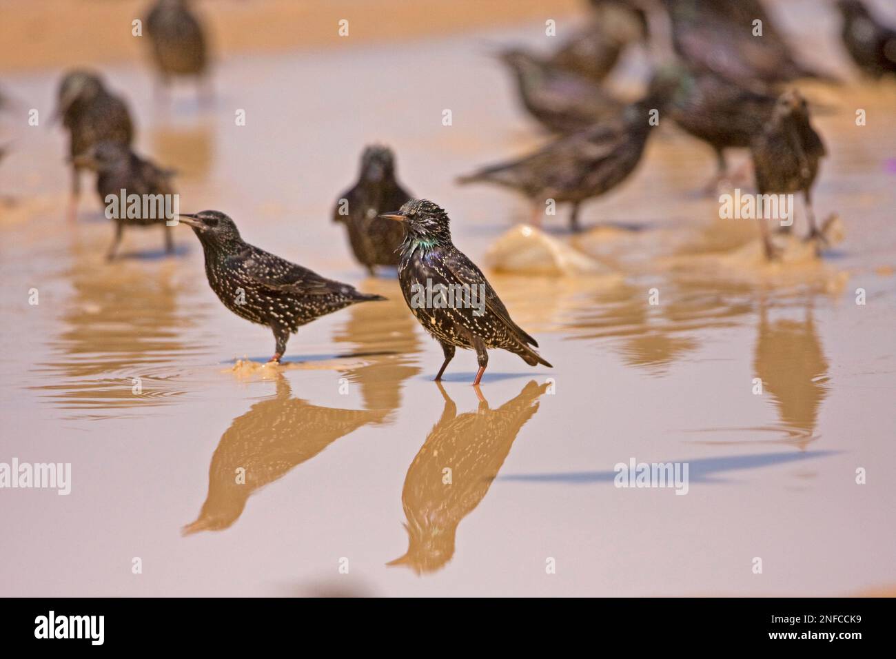 flock of Common starling Bathing in a puddle in the desert during ...