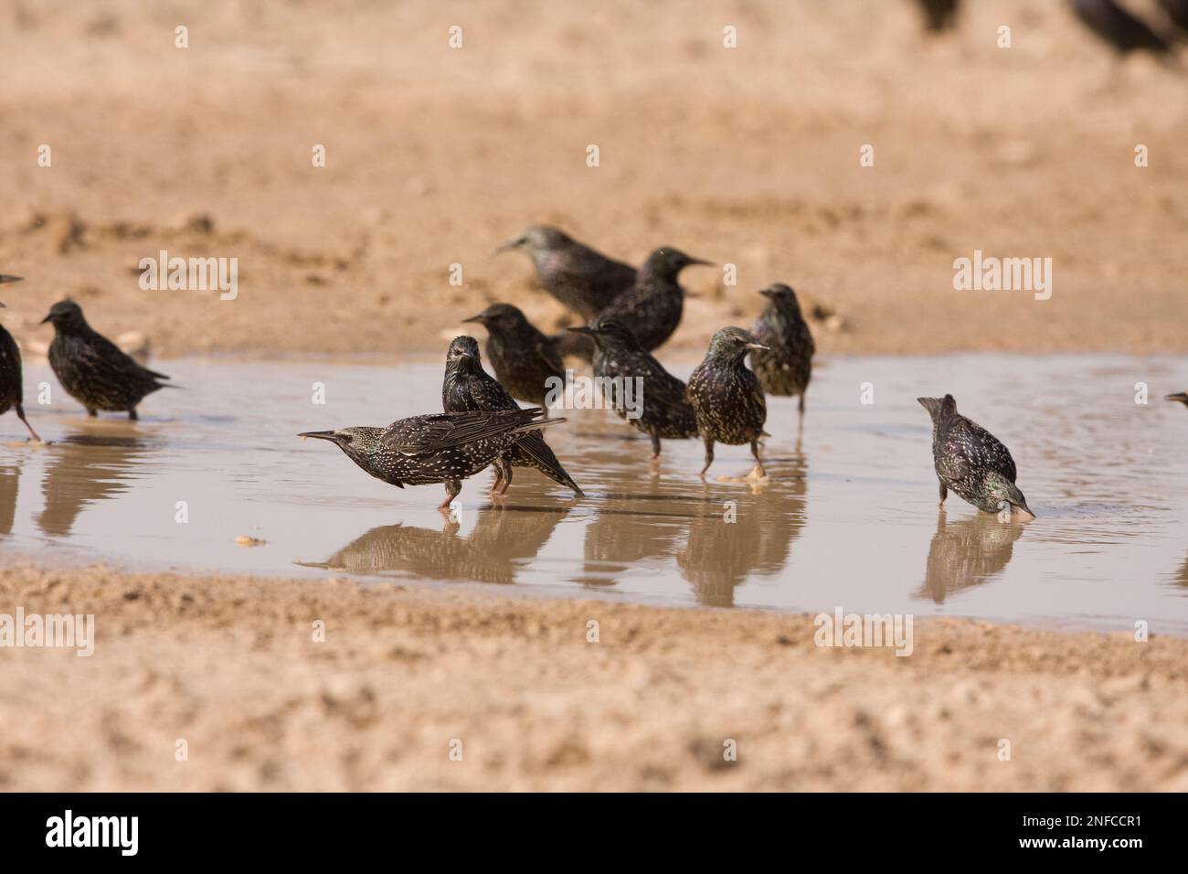 flock of Common starling Bathing in a puddle in the desert during ...