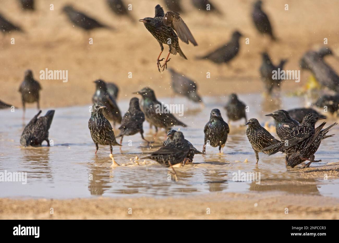 flock of Common starling Bathing in a puddle in the desert during ...