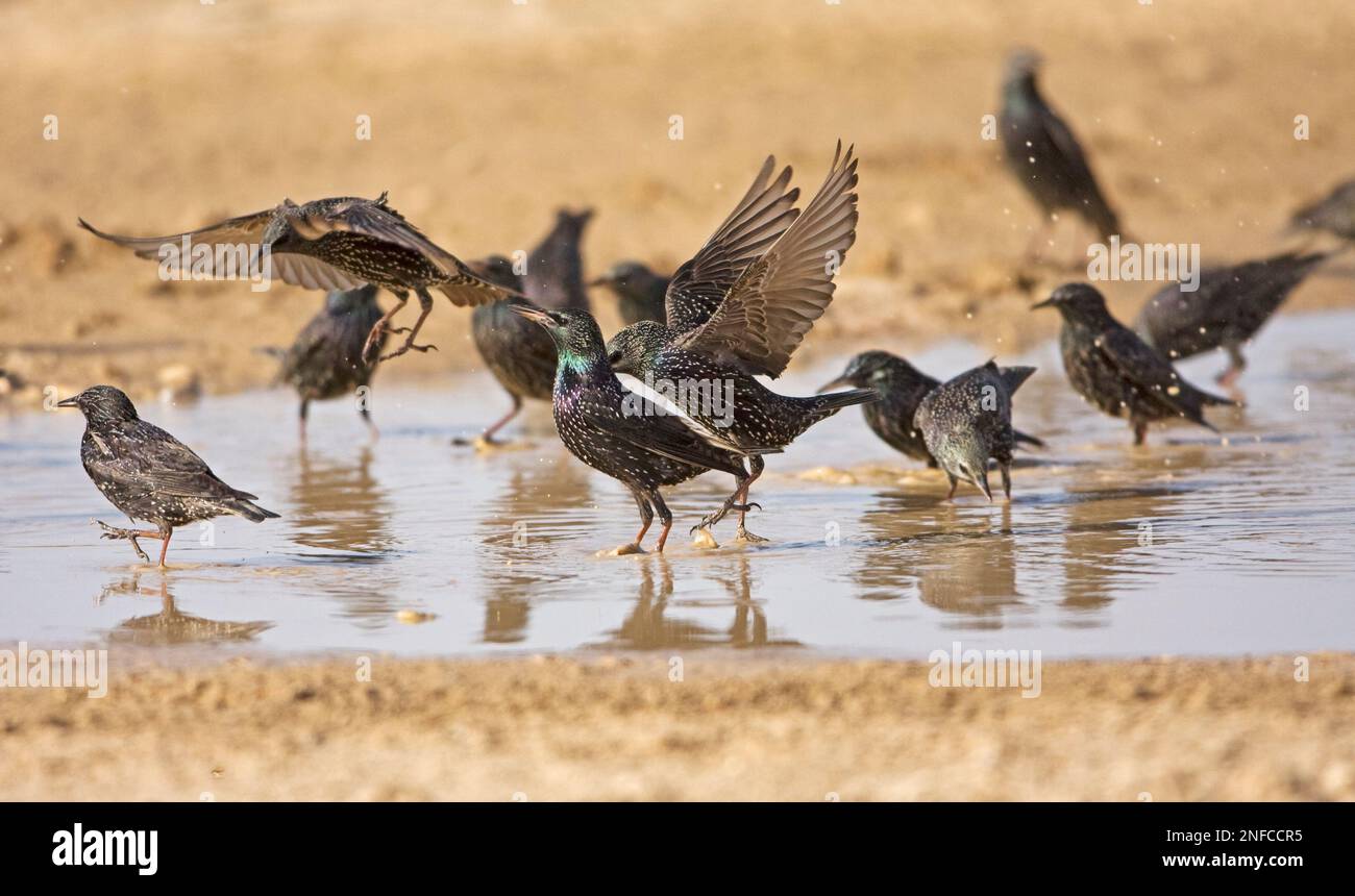 flock of Common starling Bathing in a puddle in the desert during ...