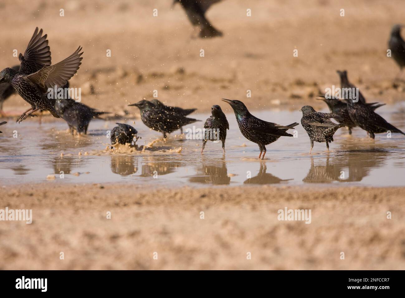 flock of Common starling Bathing in a puddle in the desert during ...