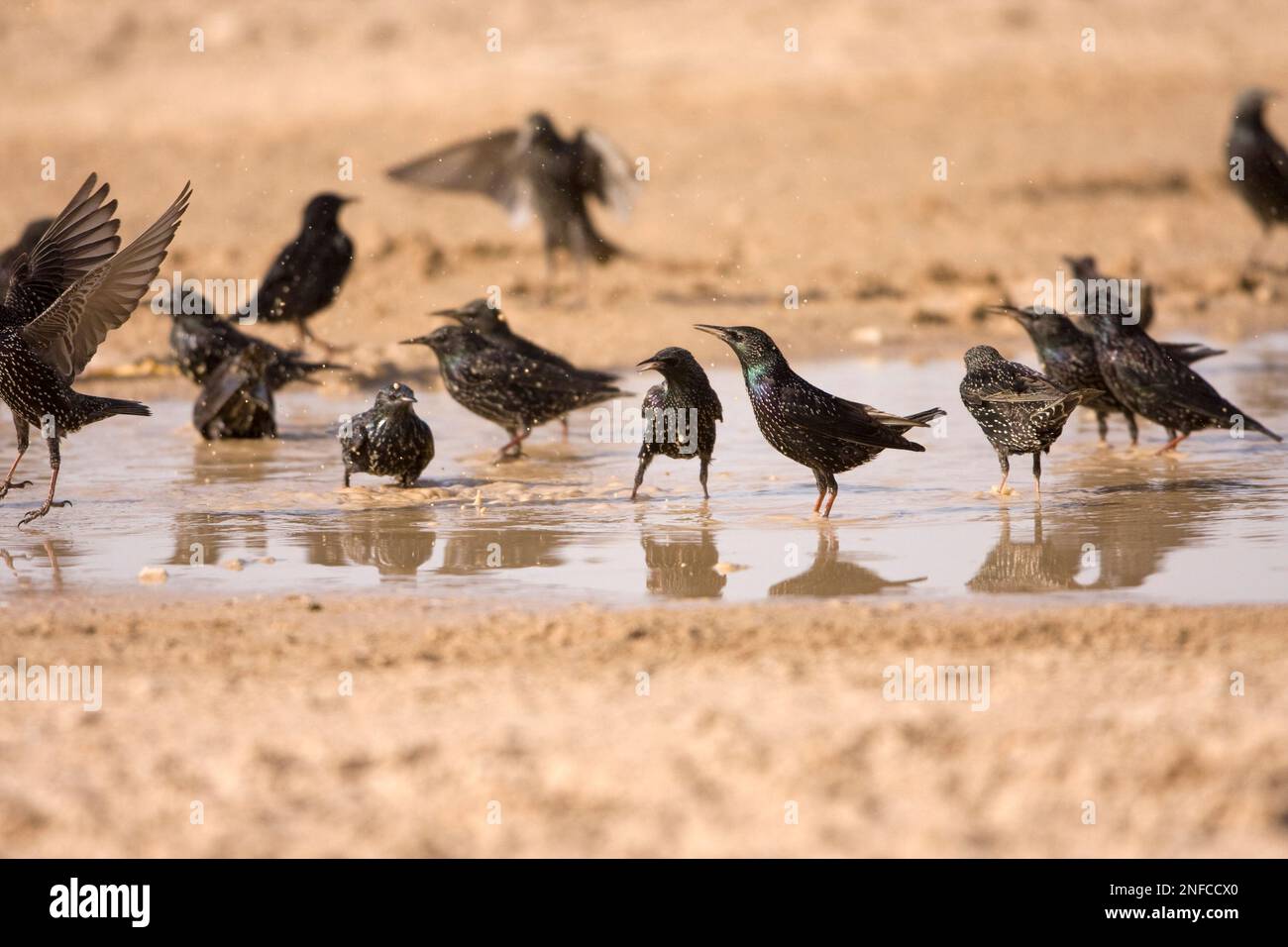 flock of Common starling Bathing in a puddle in the desert during ...