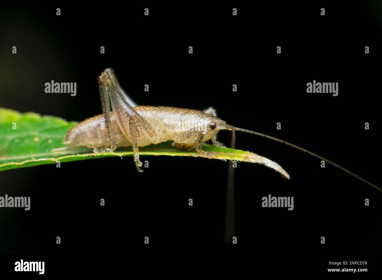 Shield-backed katydid, Arytropteris species, Satara, Maharashtra, India ...