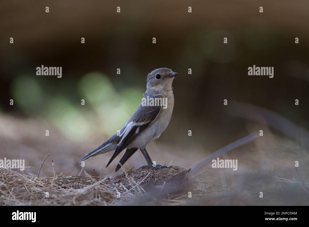 Asian flycatcher bird hi-res stock photography and images - Alamy
