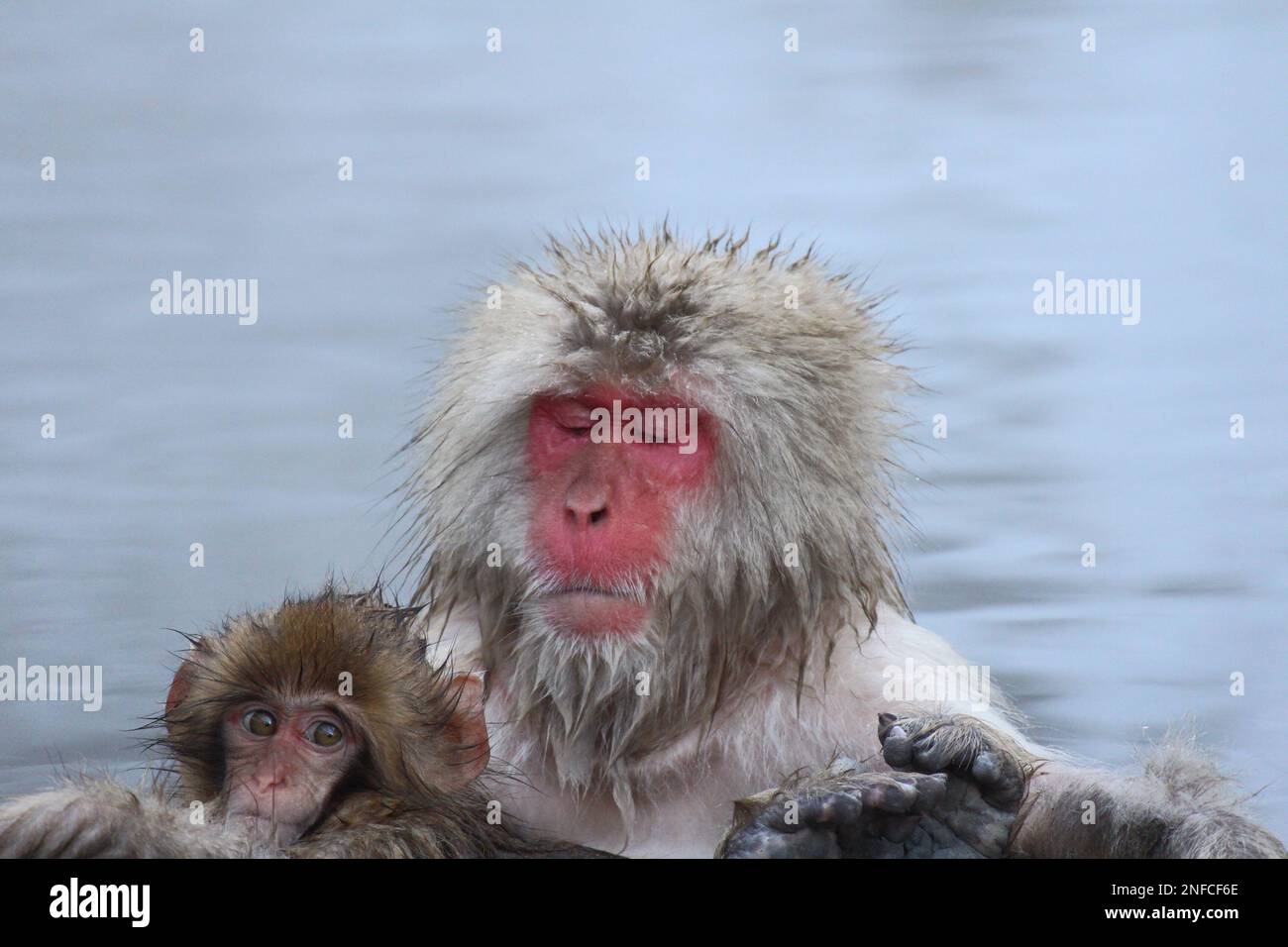 Snow monkey mother and child taking the hot spring, in Nagano, Japan ...