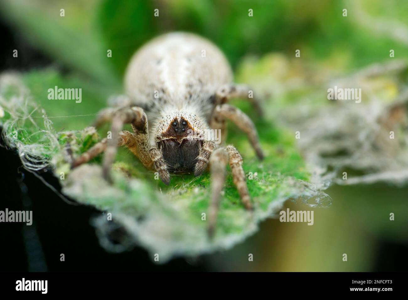Closeup of Indian social spider,stegodyphusSpecies, Satara, Maharashtra ...