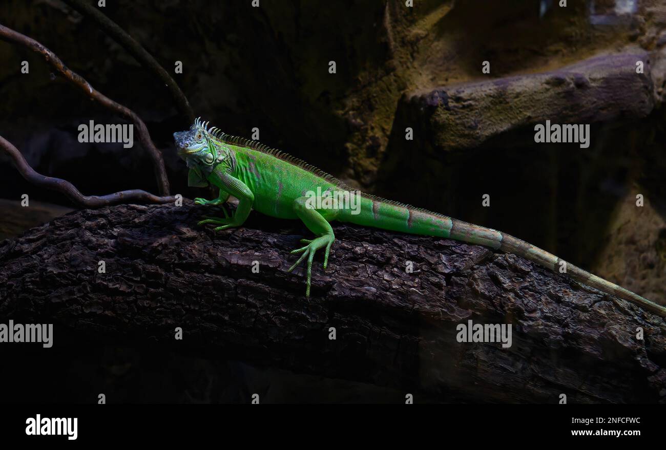 Helmet bearing basilisk hi-res stock photography and images - Alamy