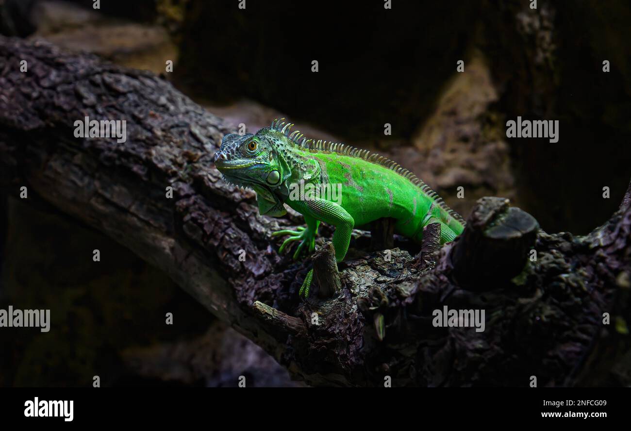 Green basilisk (Basiliscus plumifrons) or lizard helmet-bearing ...