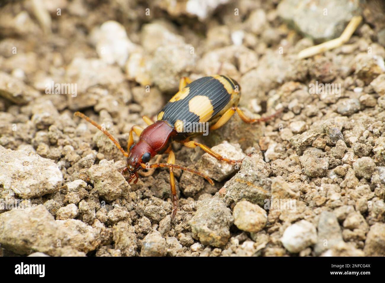 Spotted ground beetle species, Satara, Maharashtra, India Stock Photo ...