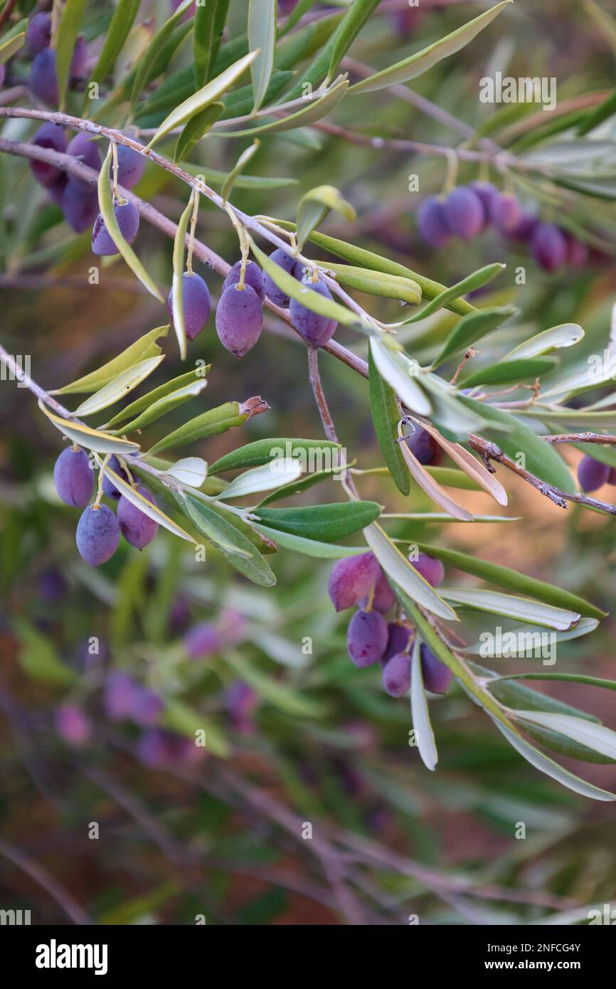 Close-up of an olive branch in Crete, featuring vibrant green leaves ...