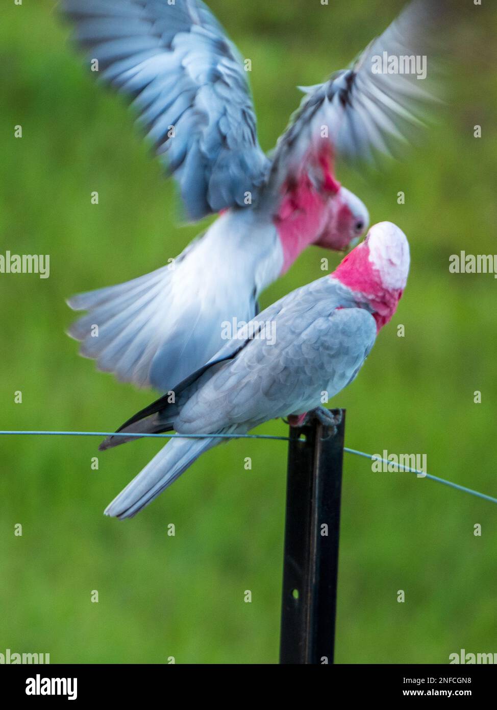 Bunch of galahs hi-res stock photography and images - Alamy