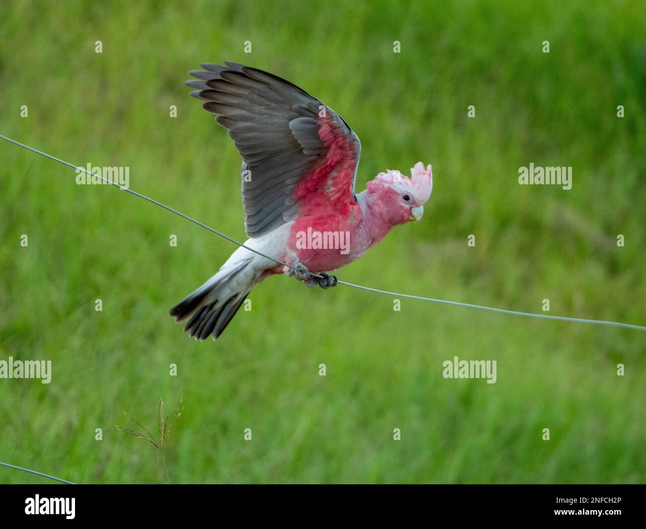 A Galahs, pink and grey cockatoo, Australian native bird on a wire ...