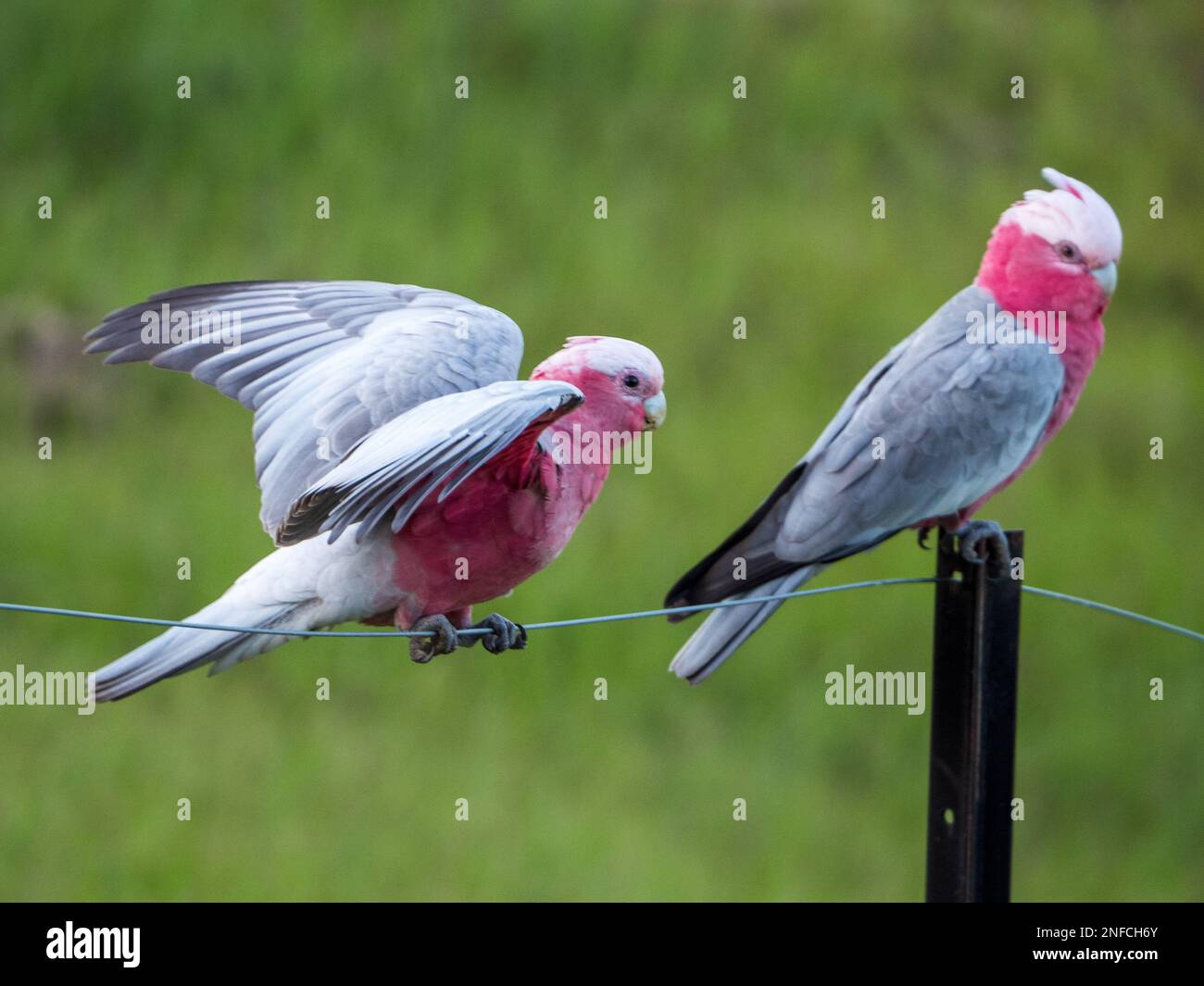 Bunch of galahs hi-res stock photography and images - Alamy
