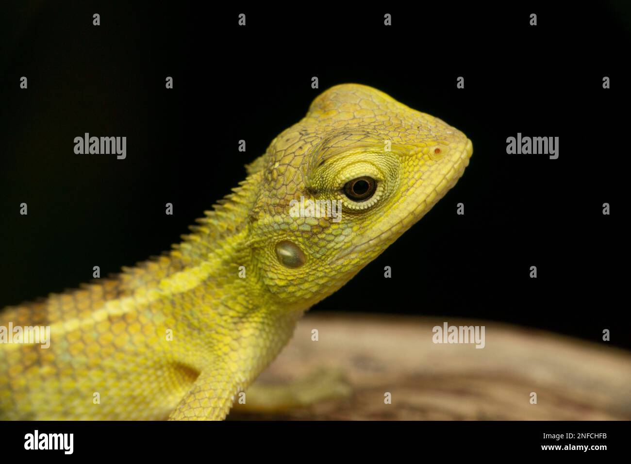 Indian garden lizard camouflage hi-res stock photography and images - Alamy