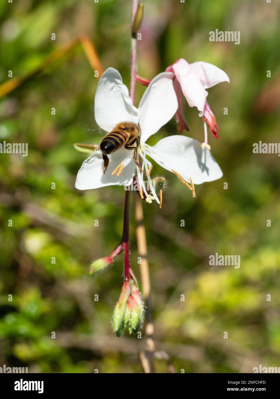 A Bee with its head inside a Whirling Butterfly Gaura Flower in an ...