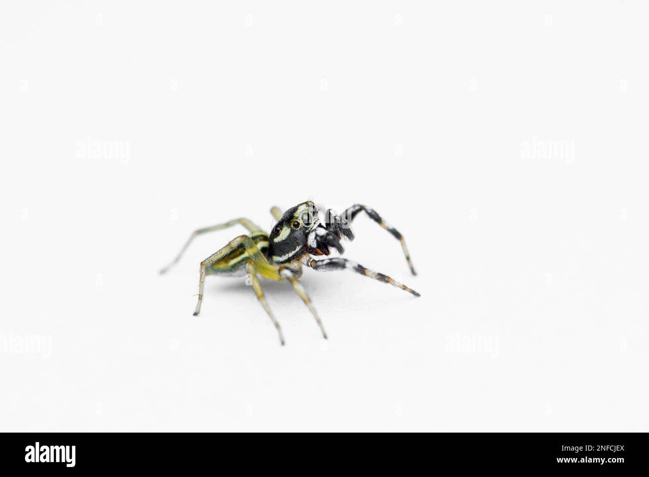 Lateral of Thiania bhamoensis , Jumping spider, Salticidae family in ...