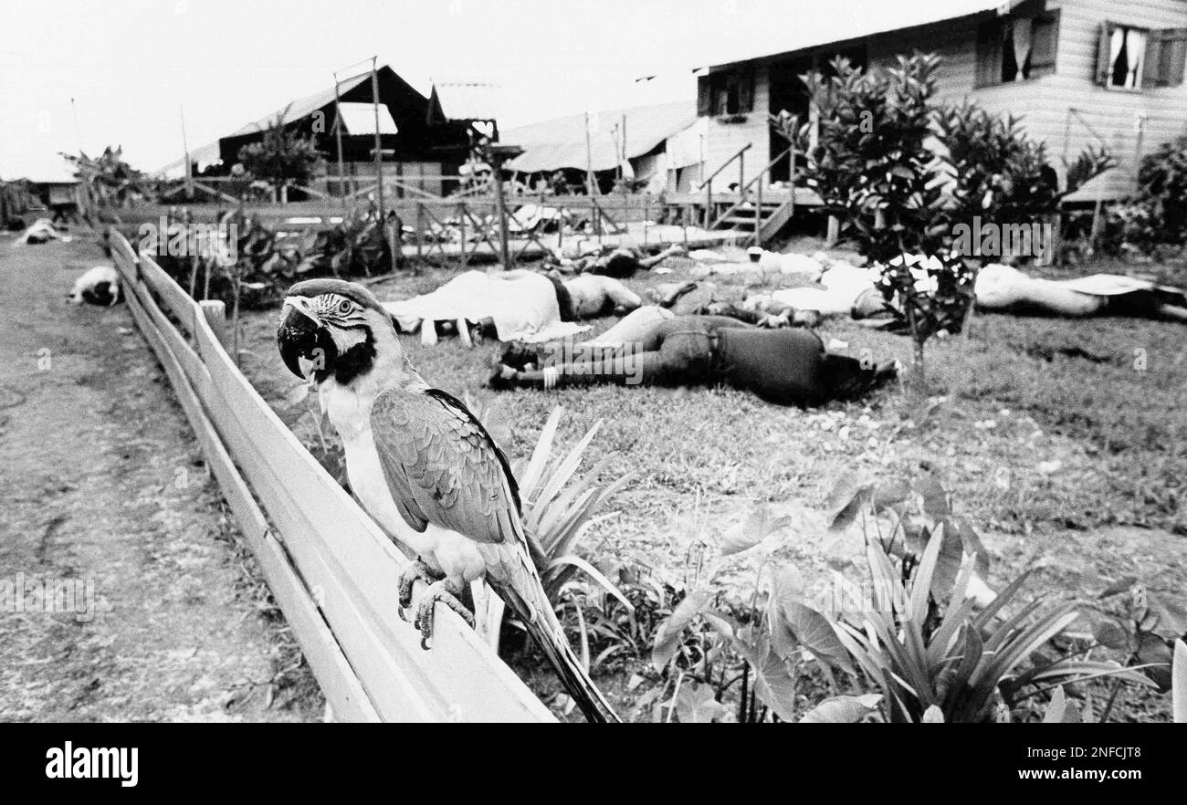 A tame parrot perches on a fence around the compound in Jonestown ...
