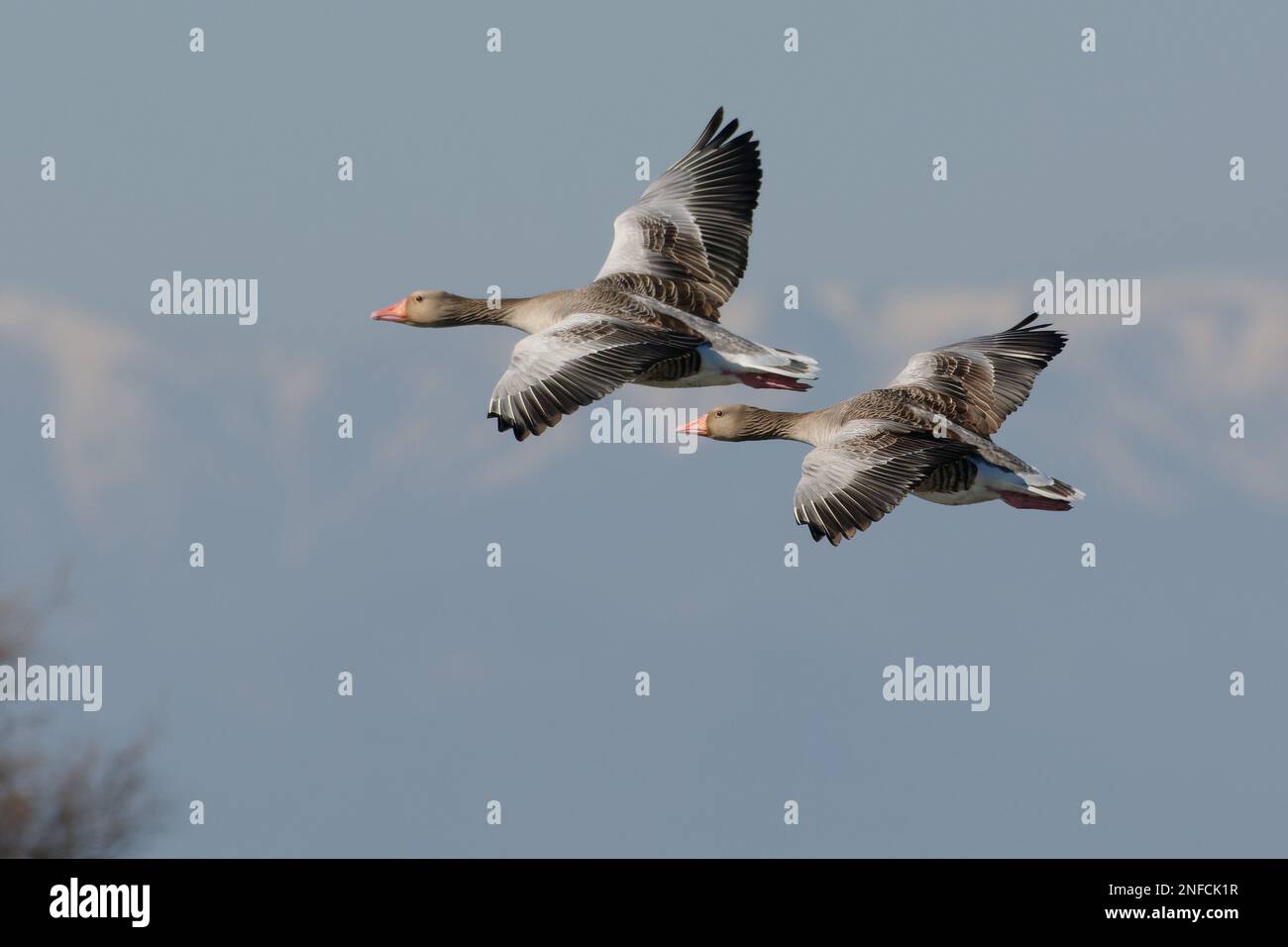Grey goose mountains hi-res stock photography and images - Alamy