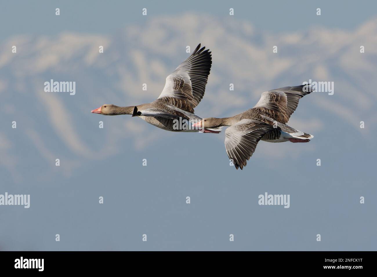 Grey goose mountains hi-res stock photography and images - Alamy