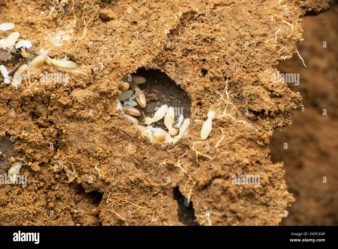 Juvenile wheat termites, Microtermes obesi, Satara, Maharashtra, India ...