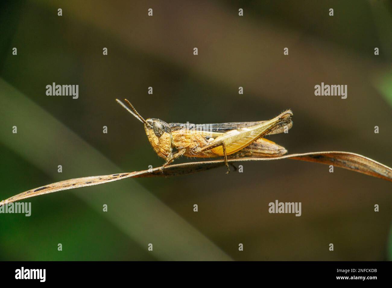 Grasshopper species, Satara, Maharashtra, India Stock Photo - Alamy
