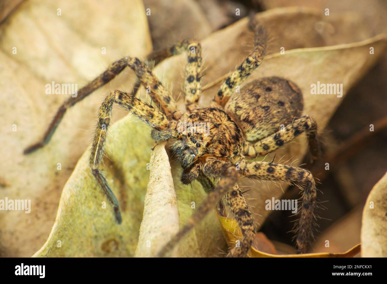 Giant huntsman spider, Sparassidae, Satara, Maharashtra, India Stock ...