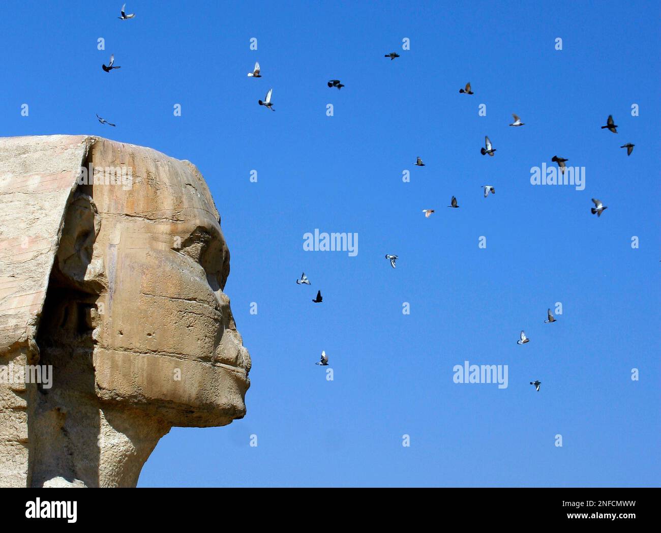 Pigeons fly in front of the Great Sphinx of Giza, was built near the ...