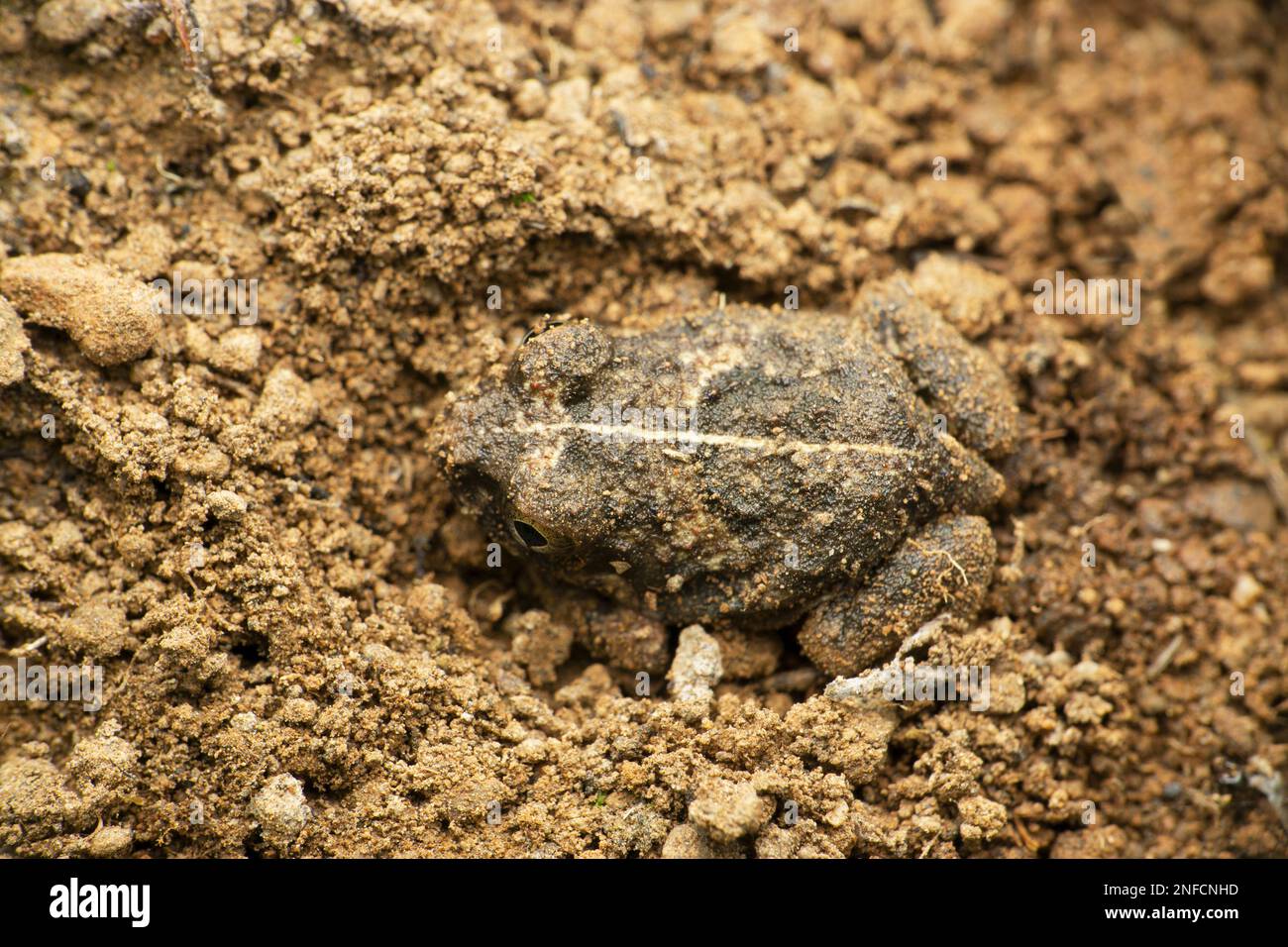 Dorsal of Western Burrowing Frog, Sphaerotheca pashchima, satara ...