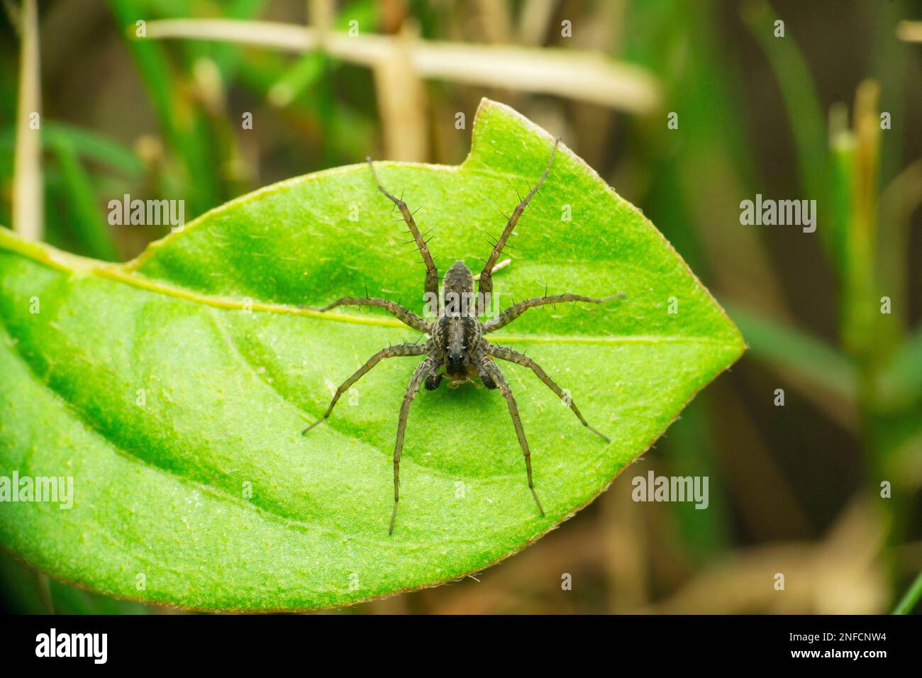 Yellow long leg huntsman spider Sparassidae, Satara, Maharashtra, India ...