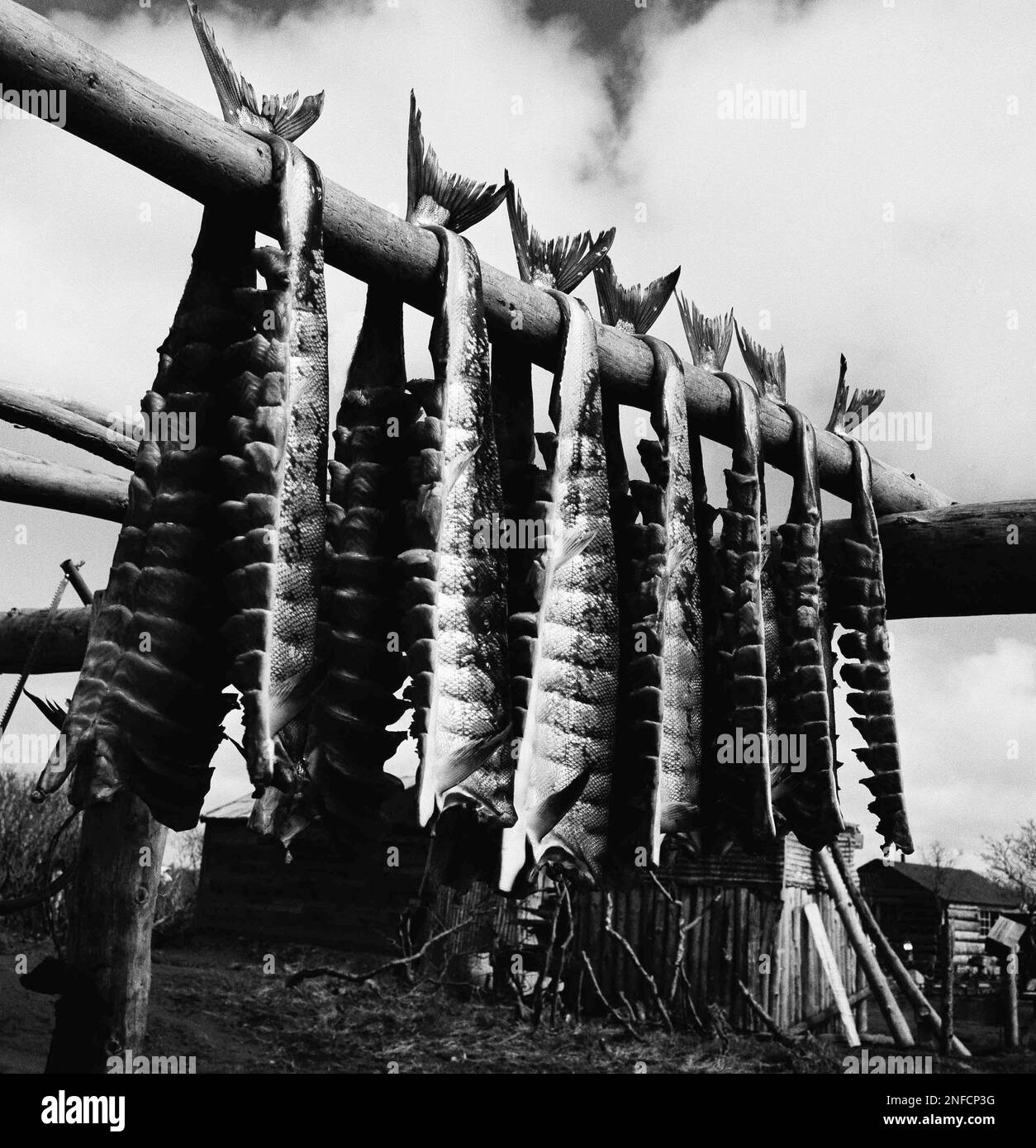 The first king salmon catch of the season from the Yukon River hangs on ...