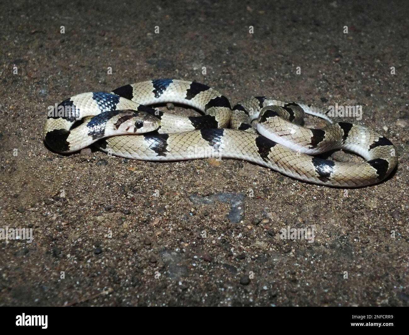 Banded Kukri Snake, Oligodon arnensis Satara, Maharashtra, India Stock ...