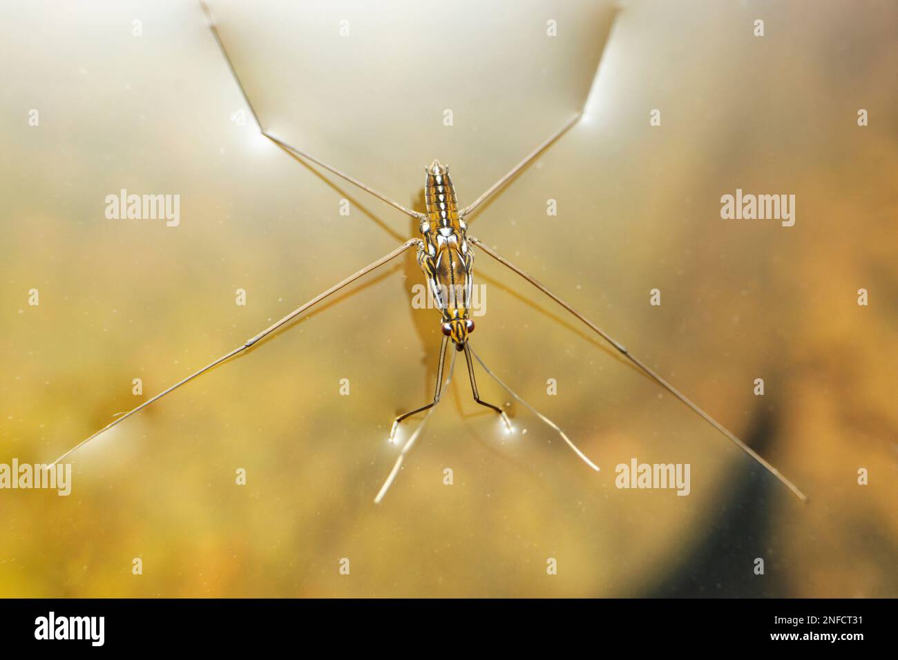 Water skittering bug species, Satara, Maharashtra, India Stock Photo ...