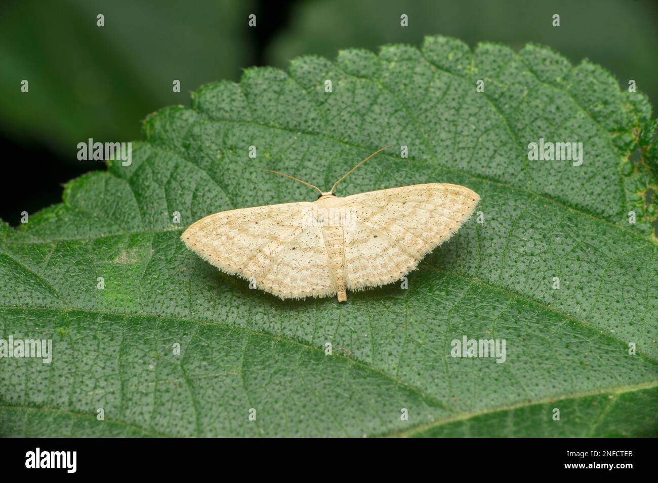 Silk moth species, Satara, Maharashtra, India Stock Photo - Alamy