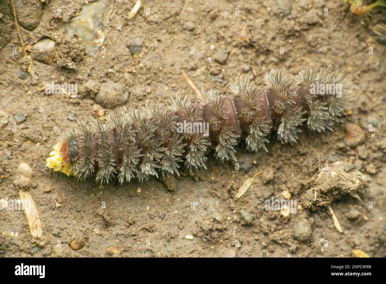 Moth caterpillar on ground, Satara, Maharashtra, India Stock Photo - Alamy