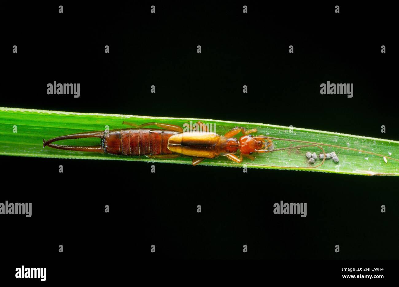 Common earwig insect,Forficula auricularia, Satara, Maharashtra, India ...