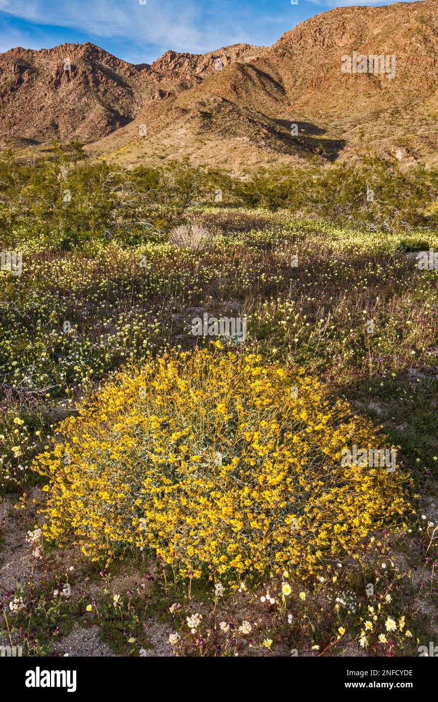 Brittlebush shrub, superbloom 2019 in Cottonwood Canyon, Cottonwood ...