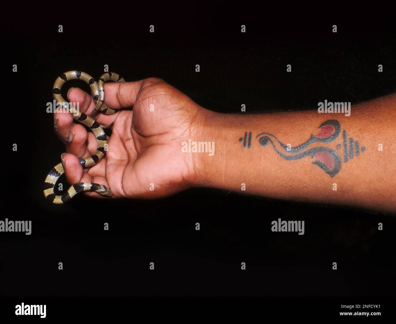 Russel's kukri snake, Oligodon arnensis, Satara Maharashtra, India ...