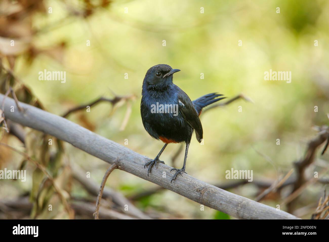 Indian robin male on tree branch , Copsychus fulicatus, Satara ...