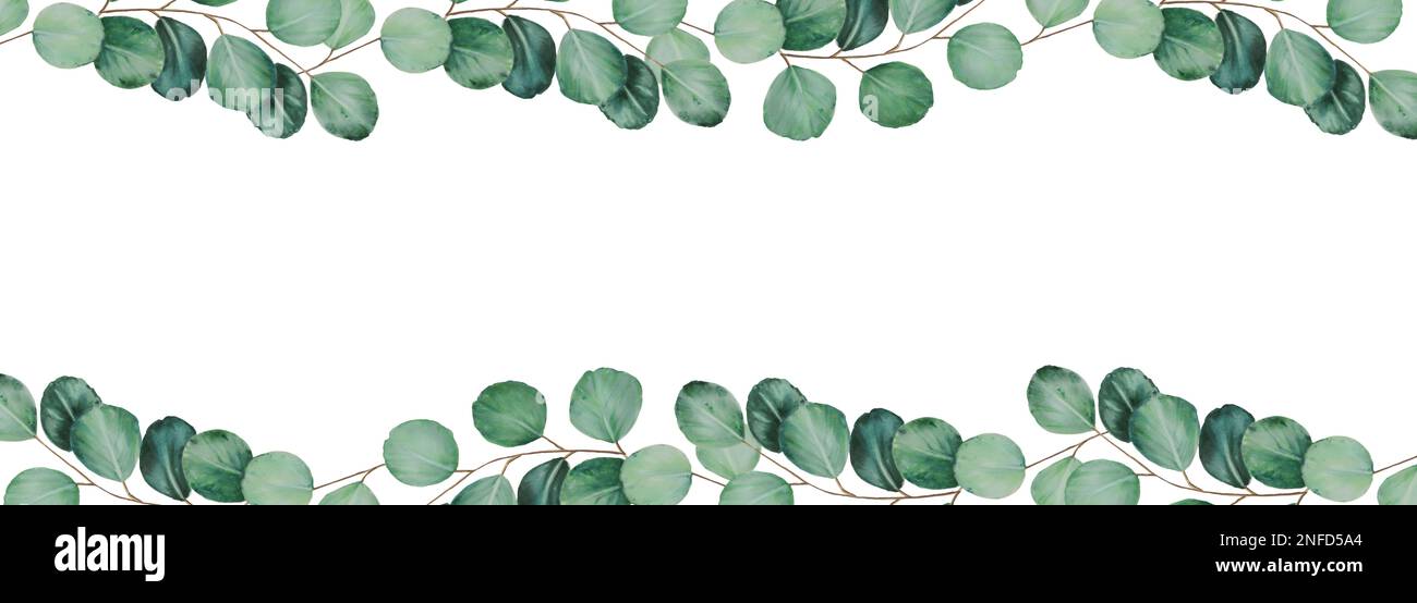 Eucalyptus Border Clip Art Eucalyptus Border Vectors Download Free