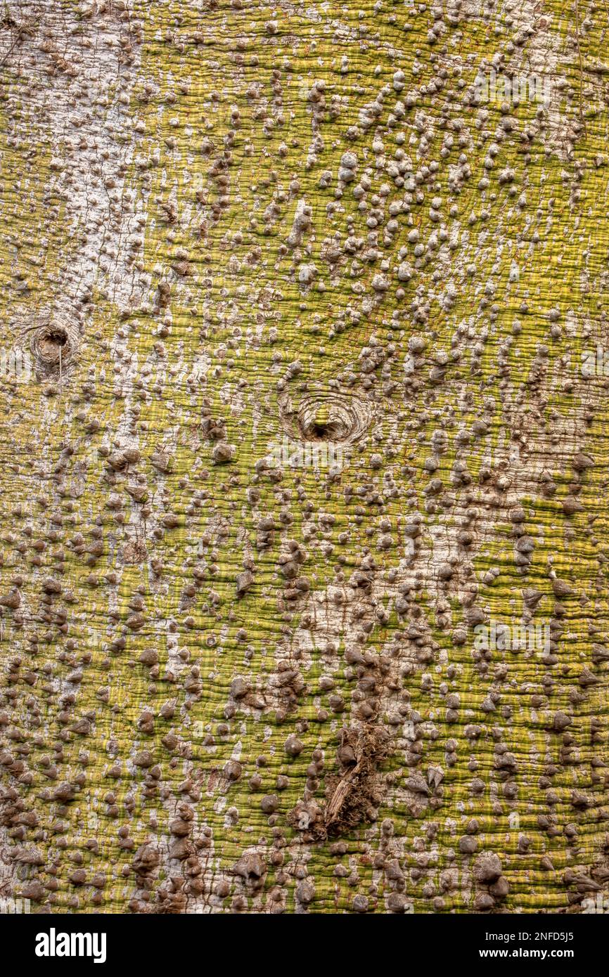 Natural environmental textures and patterns close-up found still life ...