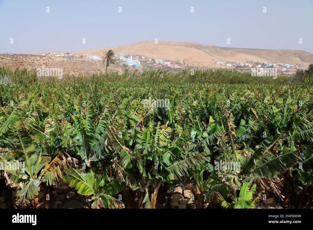 Banana grove valley in Tamri, Morocco near Agadir in Sous-Massa region ...