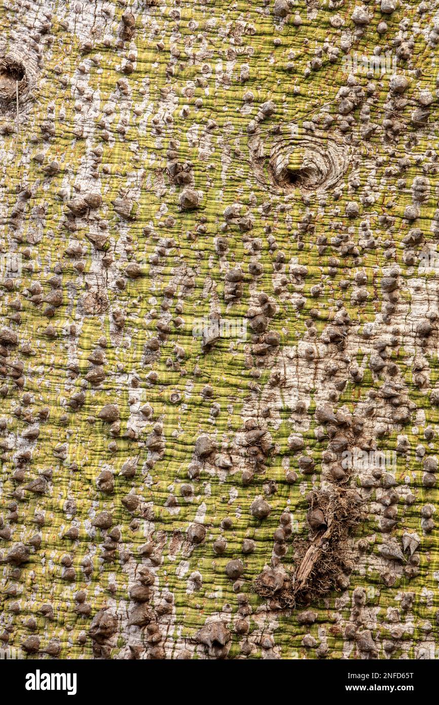 Natural environmental textures and patterns close-up found still life ...