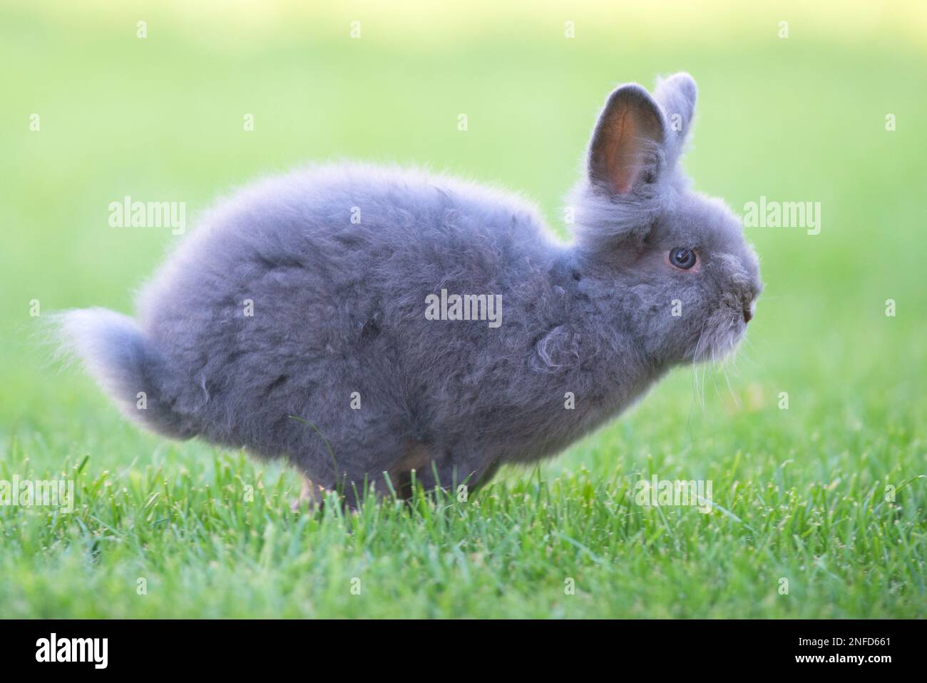 Cute grey fluffy rabbit running on grass backyard Stock Photo - Alamy