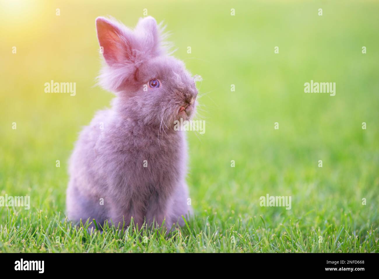 Cute grey fluffy rabbit sitting on grass backyard Stock Photo - Alamy