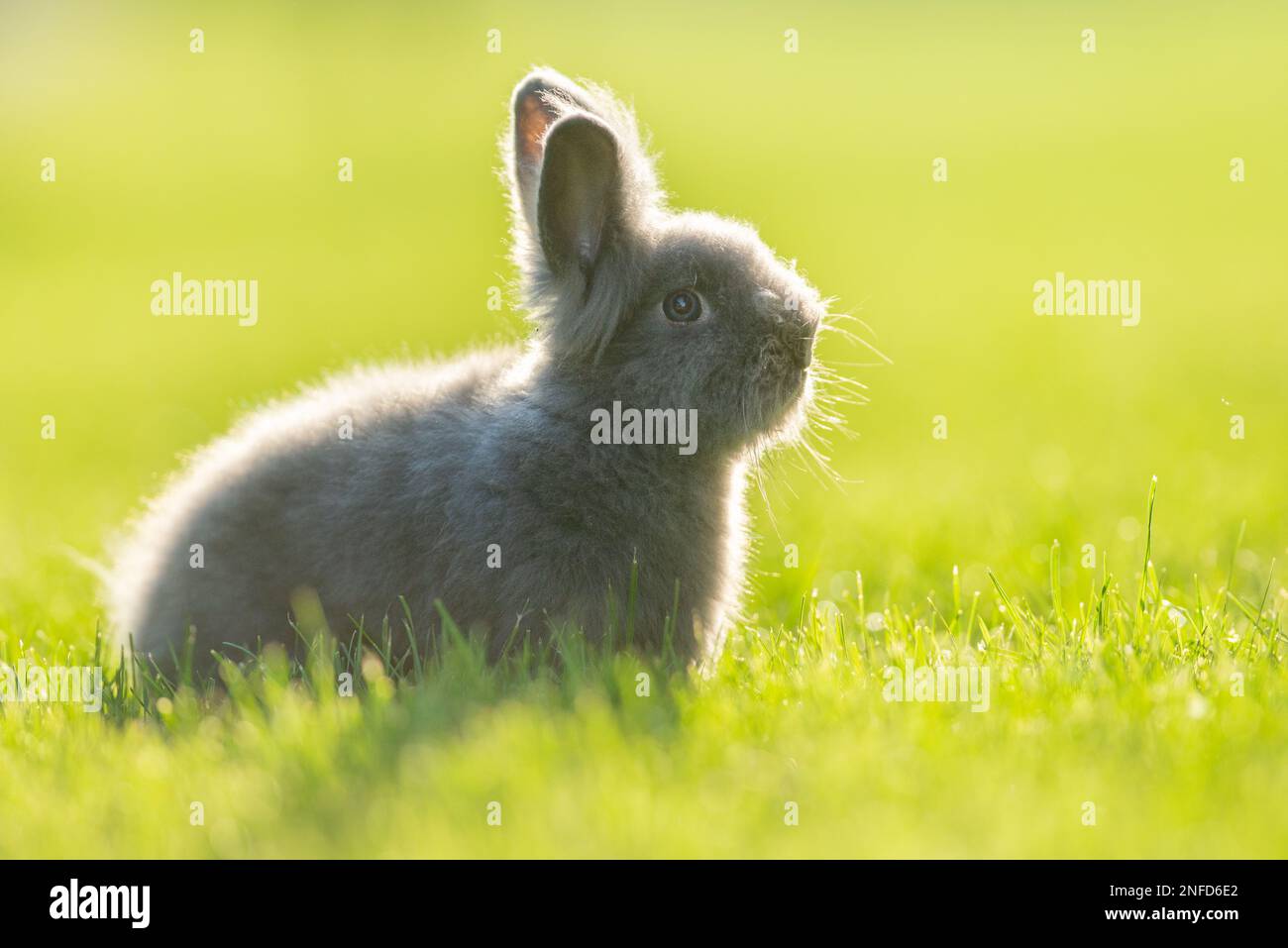 Cute grey fluffy rabbit sitting on grass backyard Stock Photo - Alamy