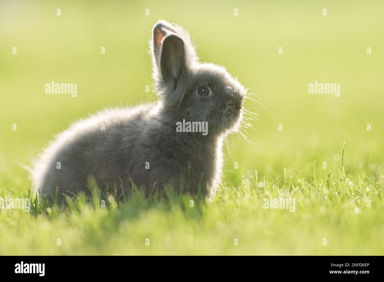 Cute grey fluffy rabbit sitting on grass backyard Stock Photo - Alamy